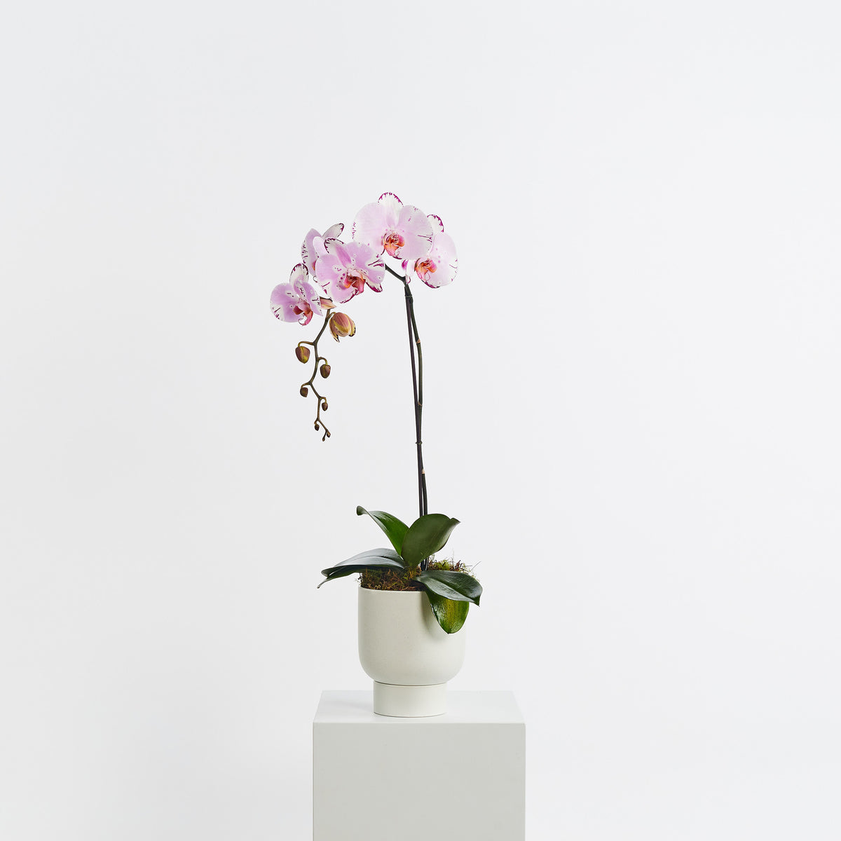 Potted Orchid | Flower Delivery Sydney | Order Online – Poho Flowers