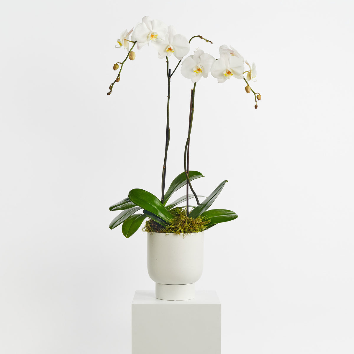 Potted Orchid | Flower Delivery Sydney | Order Online – Poho Flowers